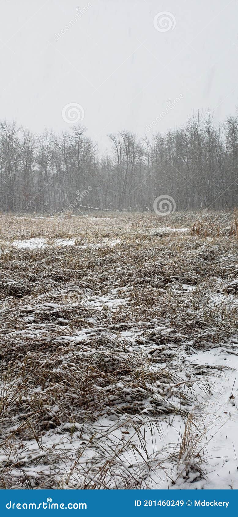Winter Snow Storm Field and Forest Stock Image - Image of trees, scarey ...