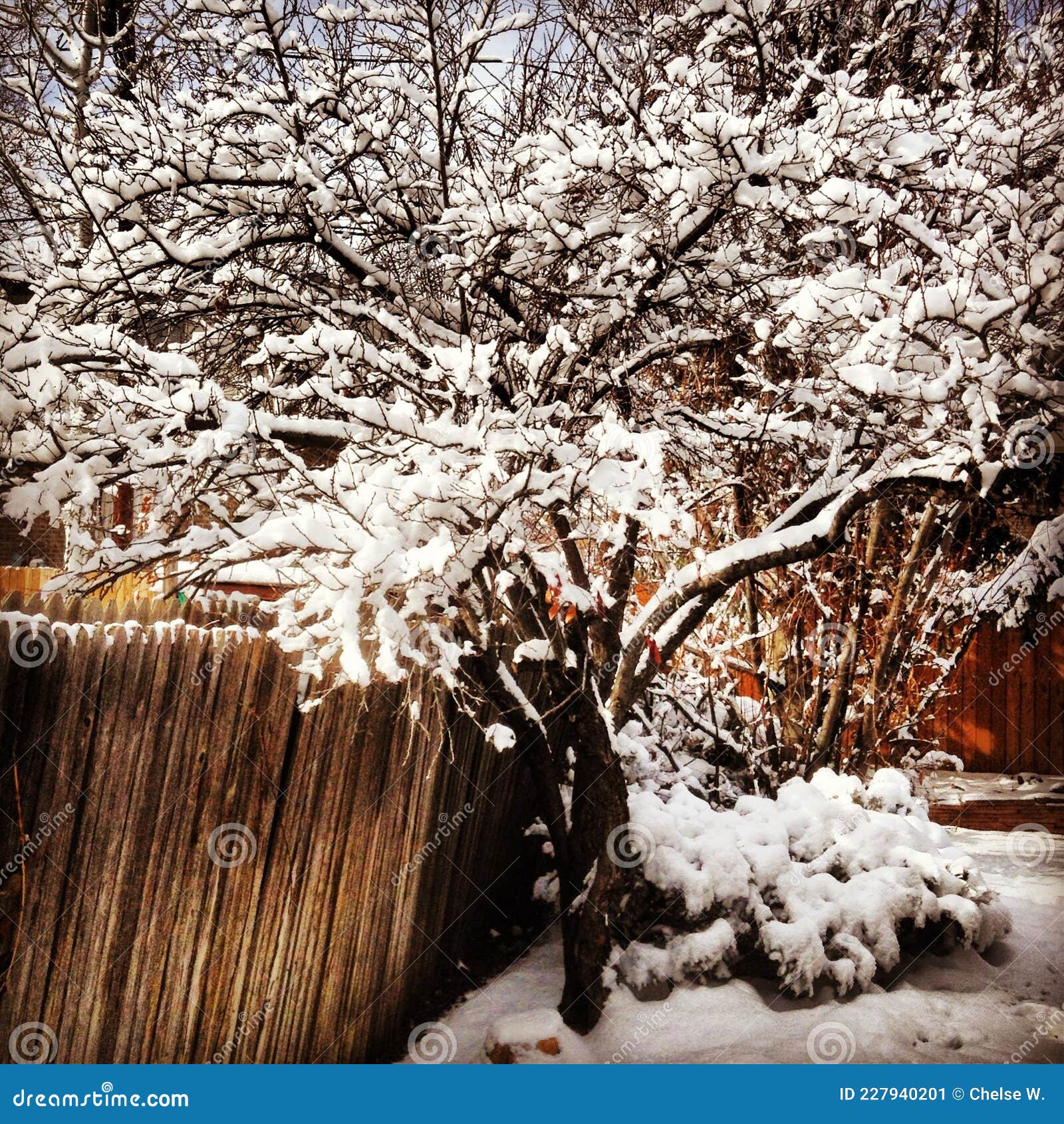 Winter Snow on Tree and Branches Stock Image - Image of ground, leaves ...