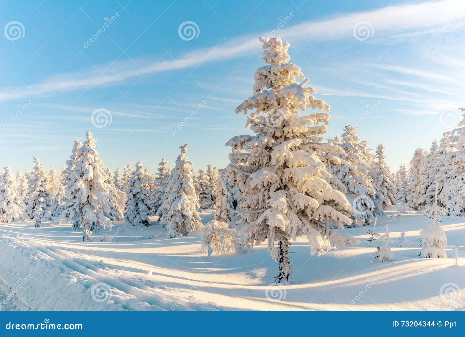 Winter Snow Trees Forrest Sun Mountain Stock Photo - Image of mountain ...