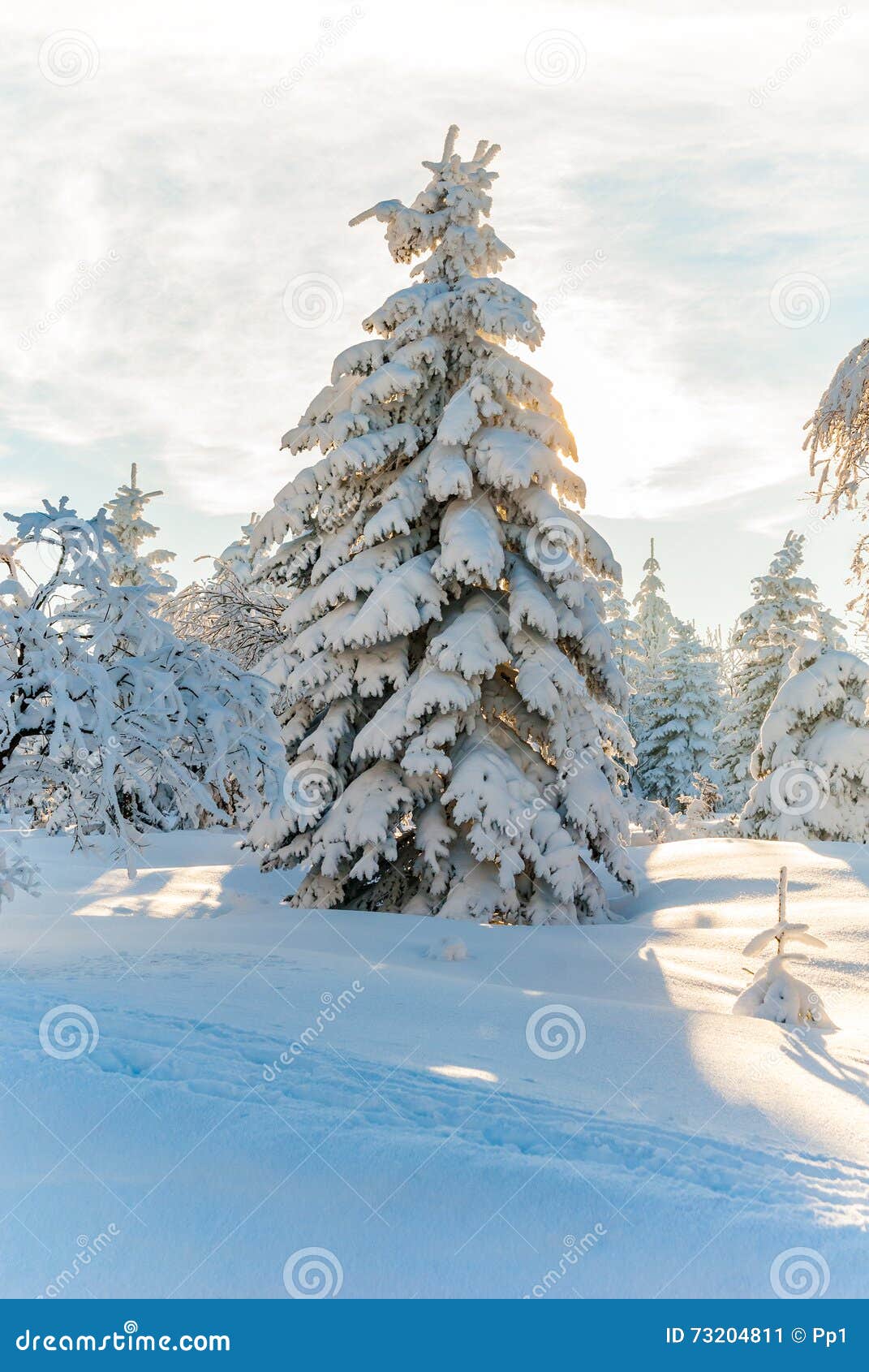 Winter Snow Trees Forrest Sun Mountain Stock Image - Image of pine ...