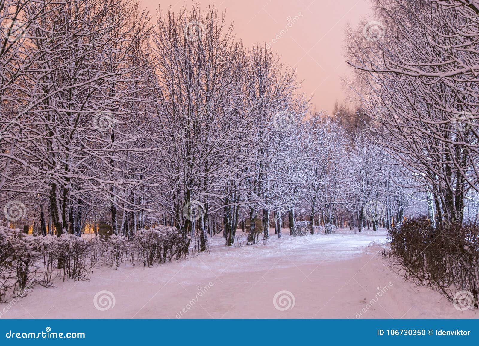 Winter Snow Trees. Park with Alley Tree Rows. Stock Photo - Image of ...