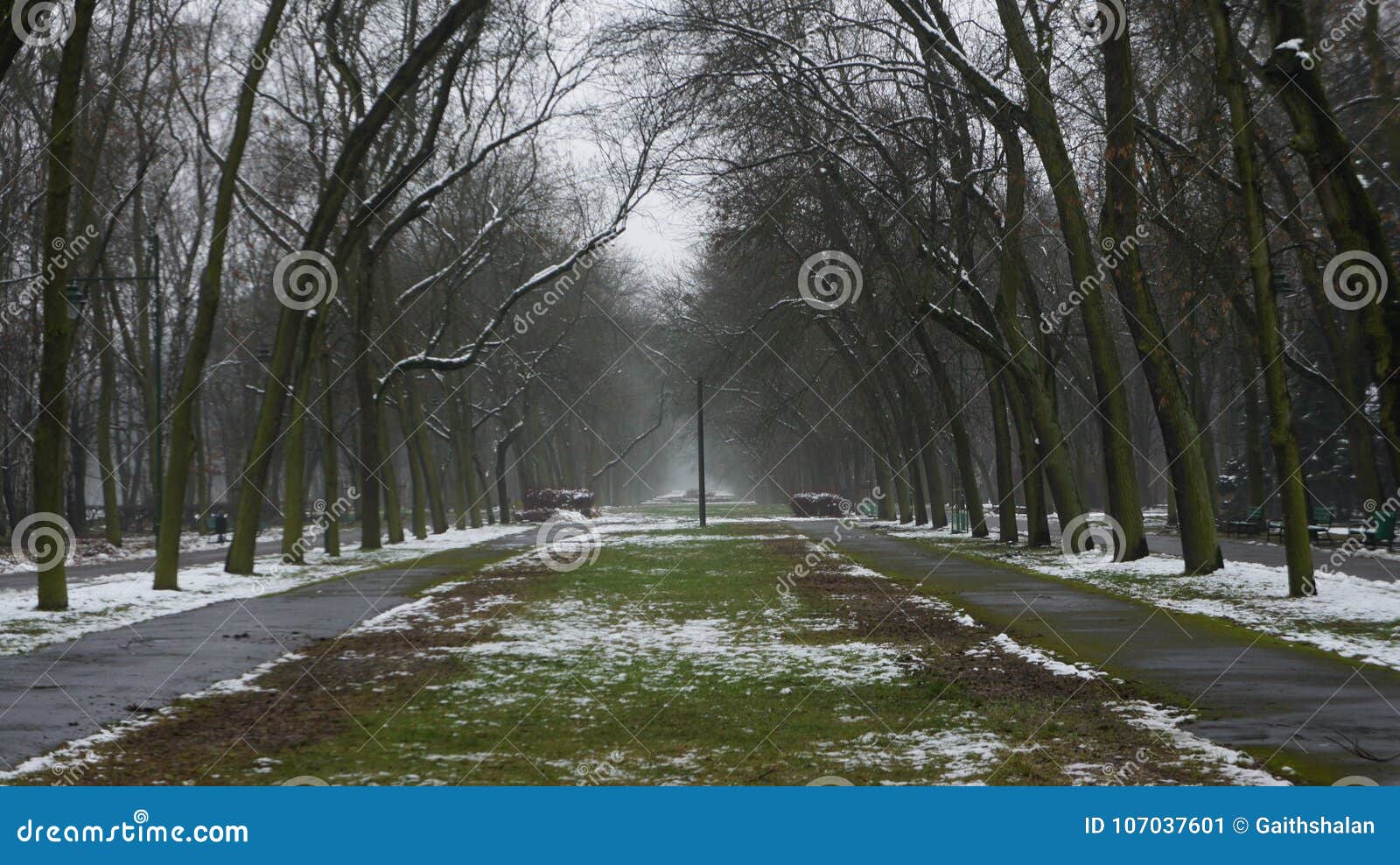 Winter Snow Trees, Park Road, White Alley Tree Rows Stock Image - Image ...