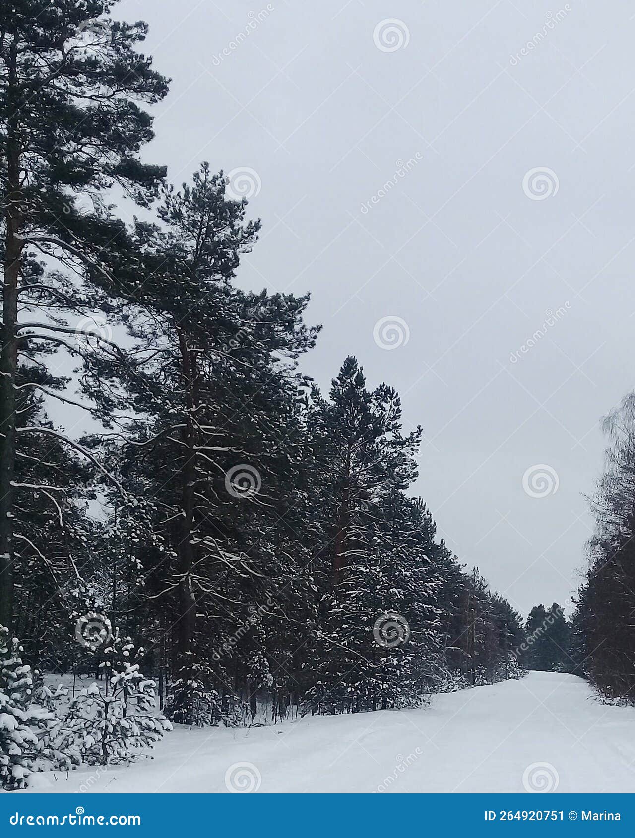 Winter snow trees road stock image. Image of road, trees - 264920751