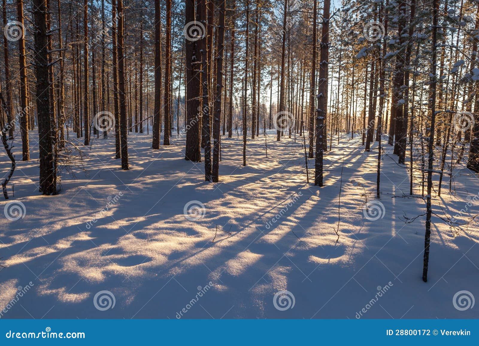 In winter snow wood stock photo. Image of calm, plant - 28800172