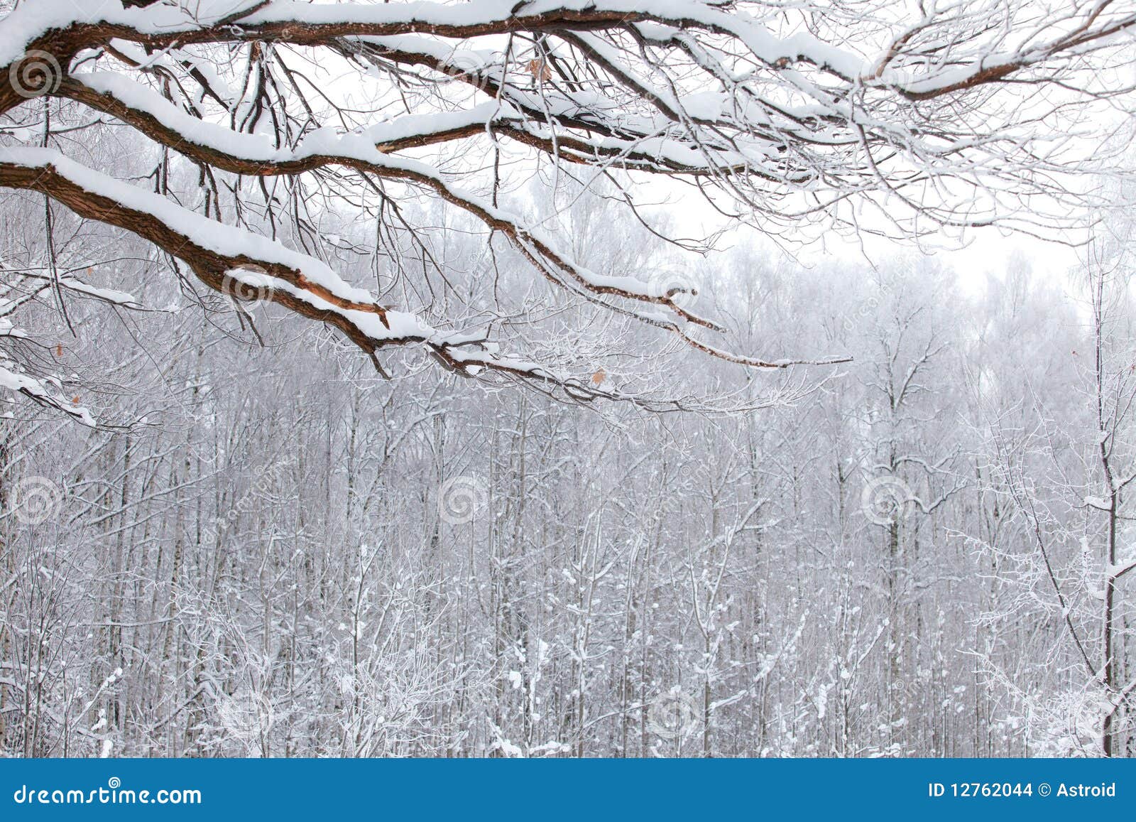 Winter snow wood landscape stock photo. Image of frosty - 12762044