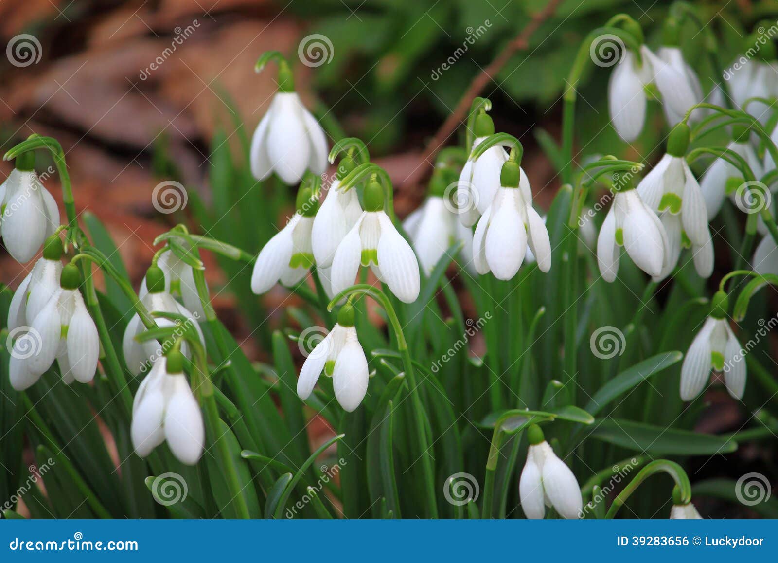 Snowdrop Flower stock photo. Image of growth, flower - 39283656