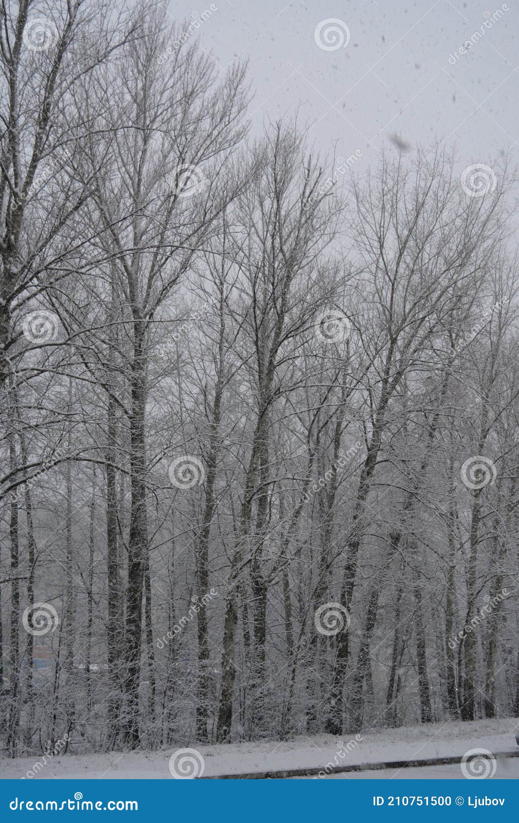 Winter Snowfall. Alley of Poplar Trees Covered by Snow Stock Photo ...