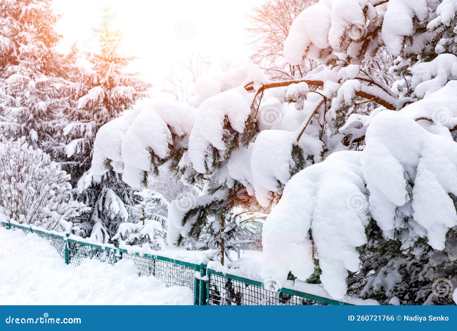 Winter. Everything Around is Under a Thick Layer of Snowin the Sunlight ...