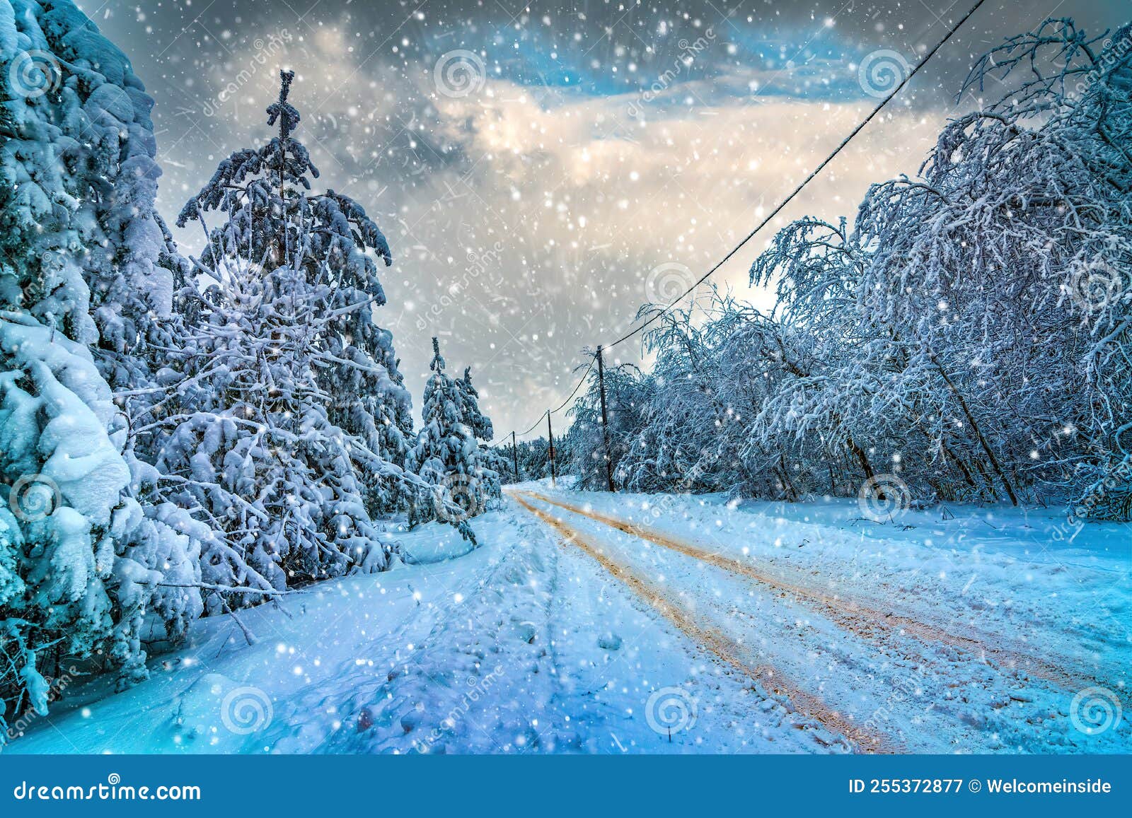 Winter Snowing Panorama on the Road through Coniferous Forest Stock ...