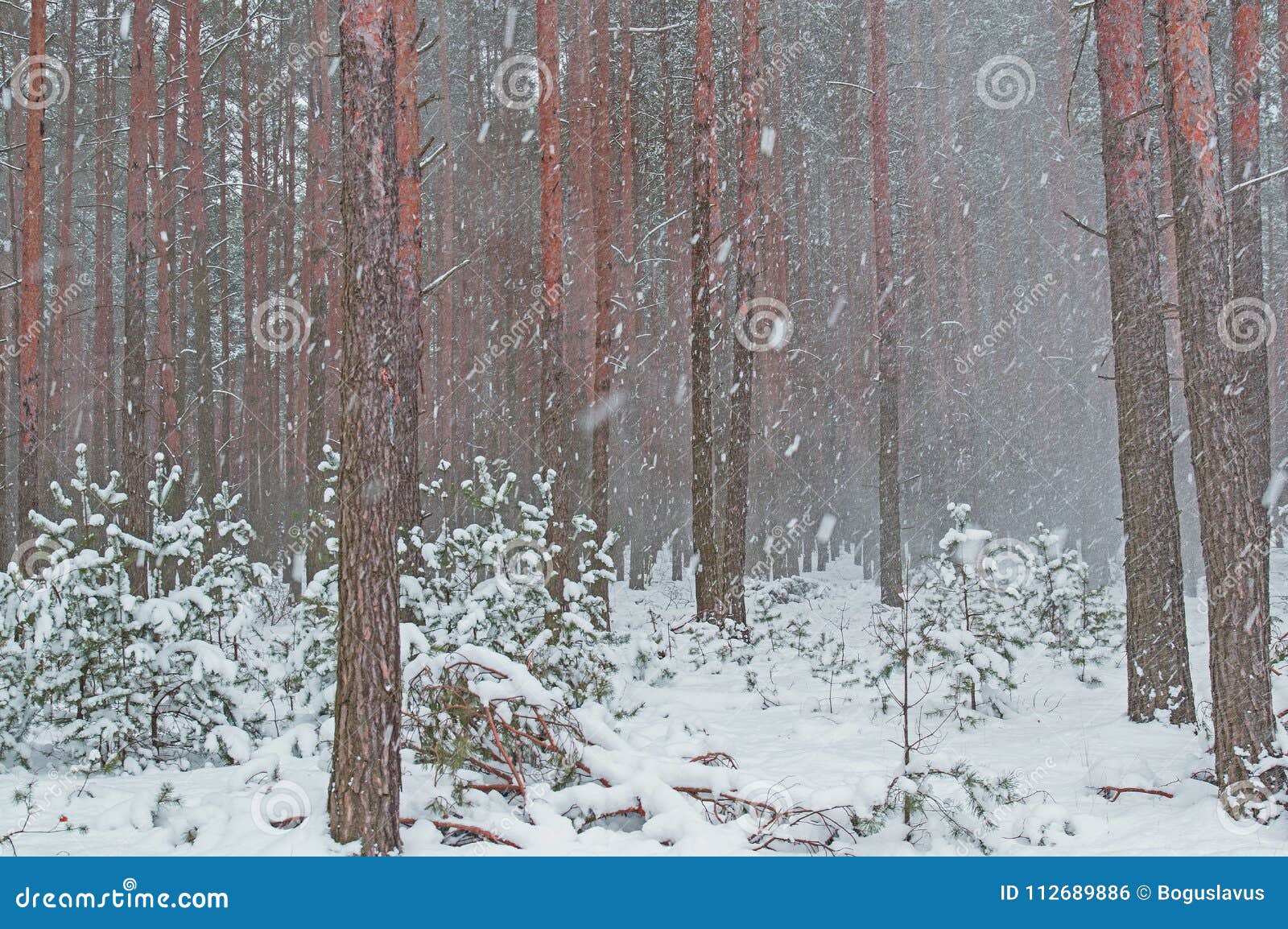 Winter Snowstorm in a Pine Forest. Stock Photo - Image of frost, tree ...