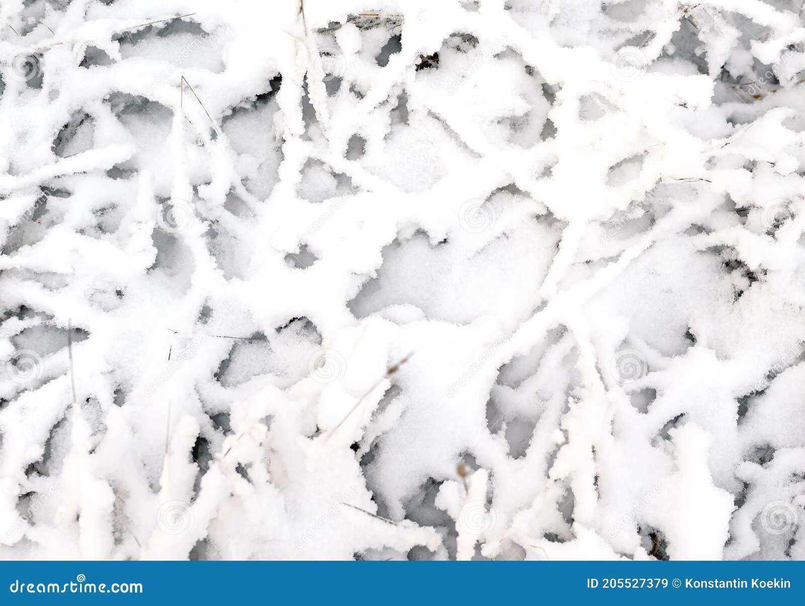 Winter Snowy Background Texture. Grass Under the White Snow Stock Image ...