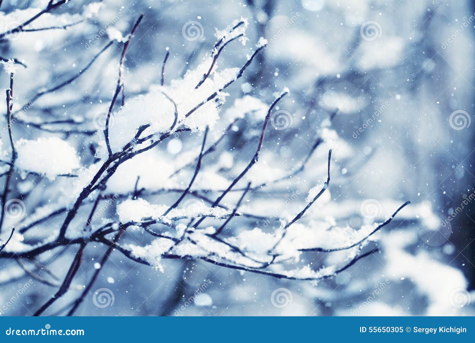 Winter snowy branches stock image. Image of plant, postcard - 55650305