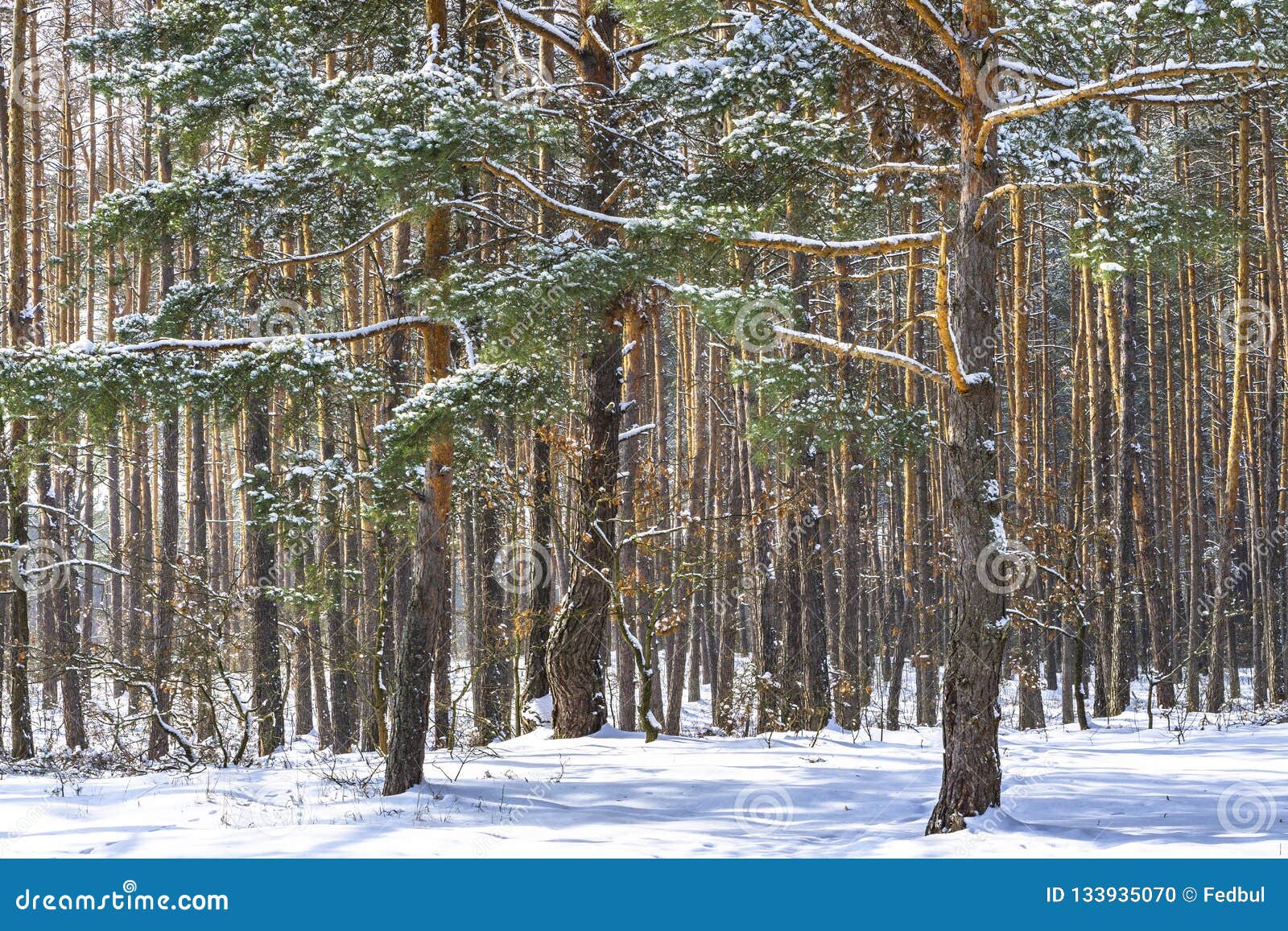 Winter Snowy Forest of Pine Trees Stock Photo - Image of pine, december ...