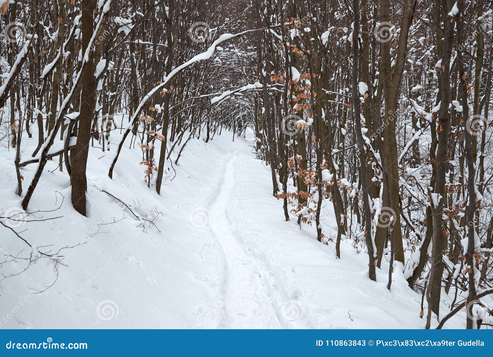 Winter snowy forest path stock image. Image of nature - 110863843