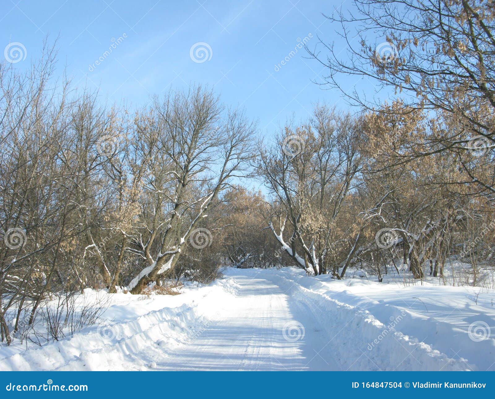 Winter snowy forest road stock photo. Image of calm - 164847504