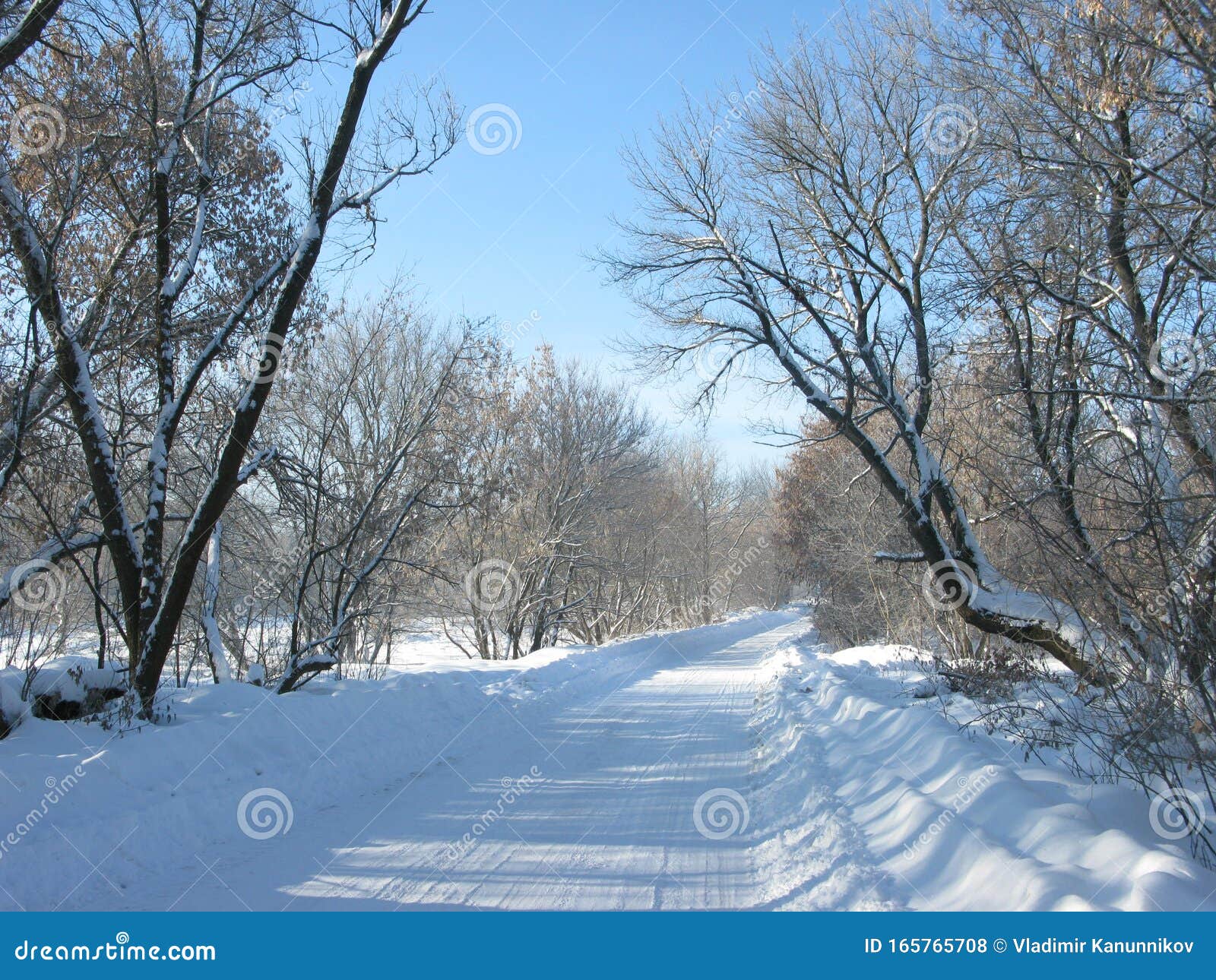 Winter snowy forest road stock photo. Image of winter - 165765708