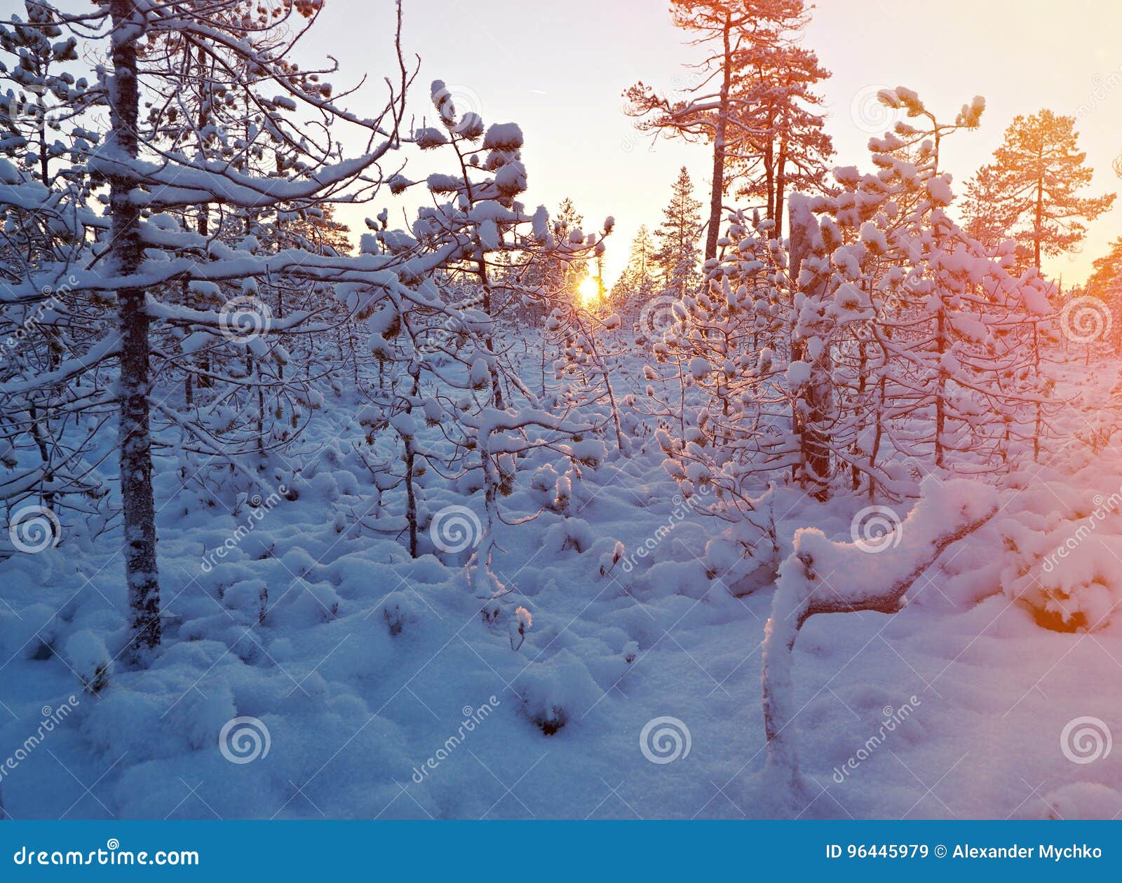 Winter Snowy Forest at Sunset Stock Image - Image of landscape ...