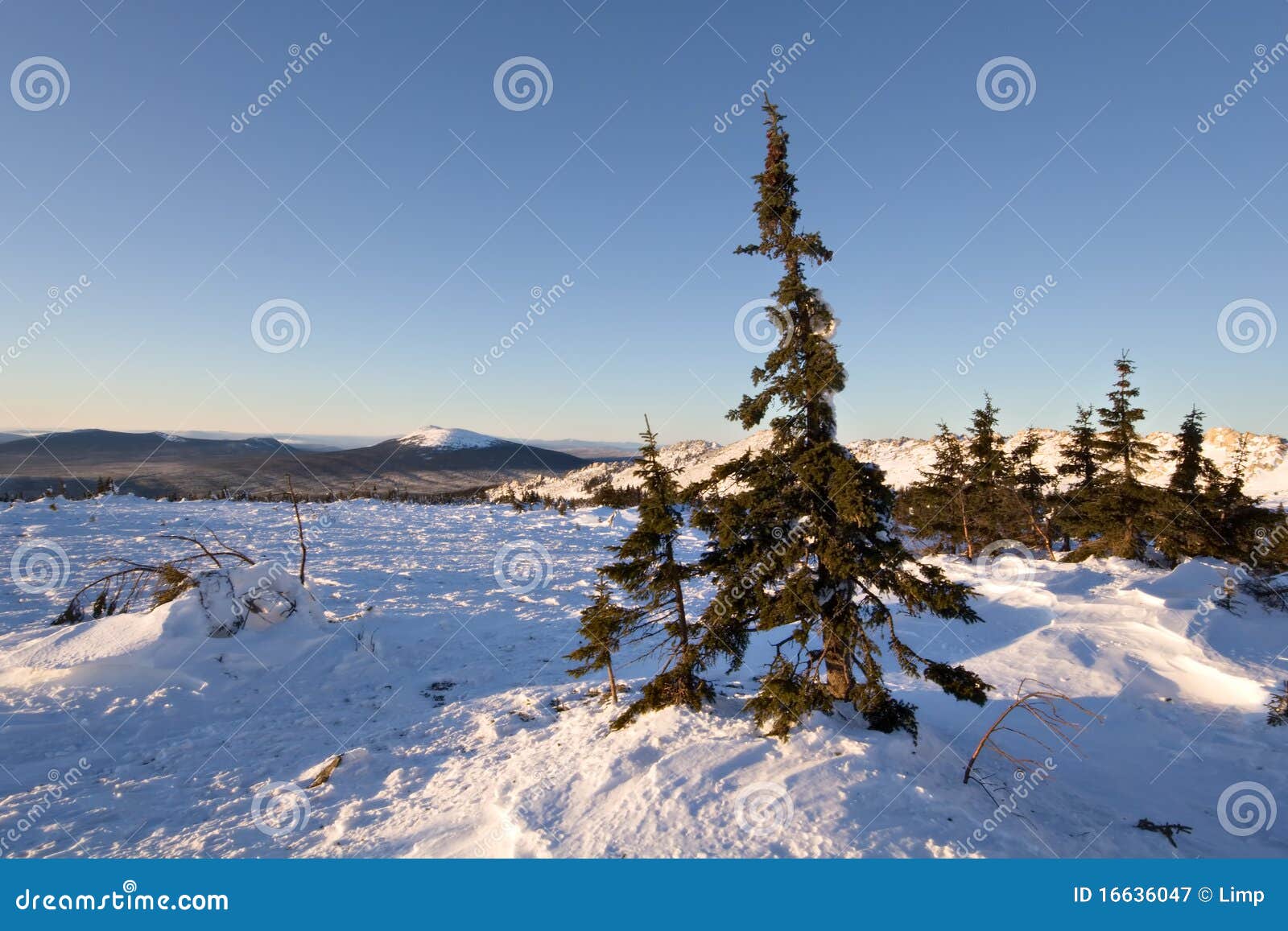Winter Snowy Landscape.Wild Nature in Russia.Taiga Stock Image - Image ...