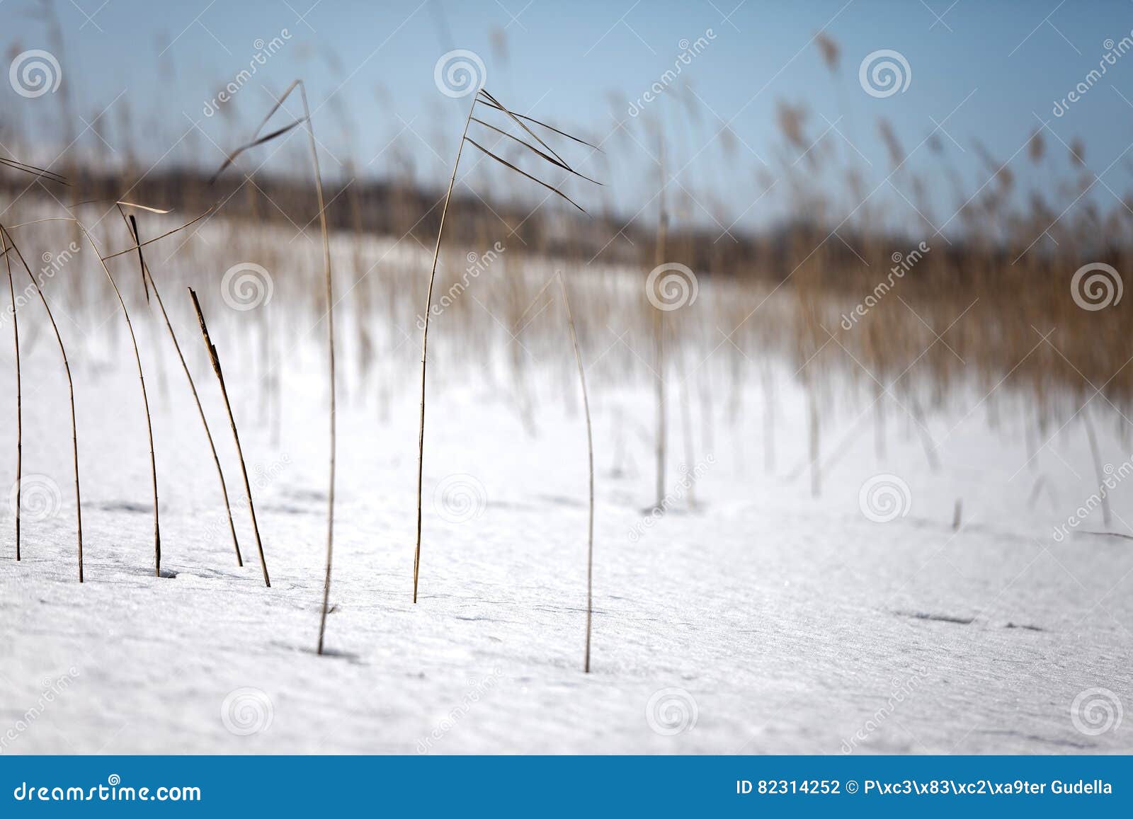 Winter snowy meadow stock photo. Image of closeup, vegetation - 82314252