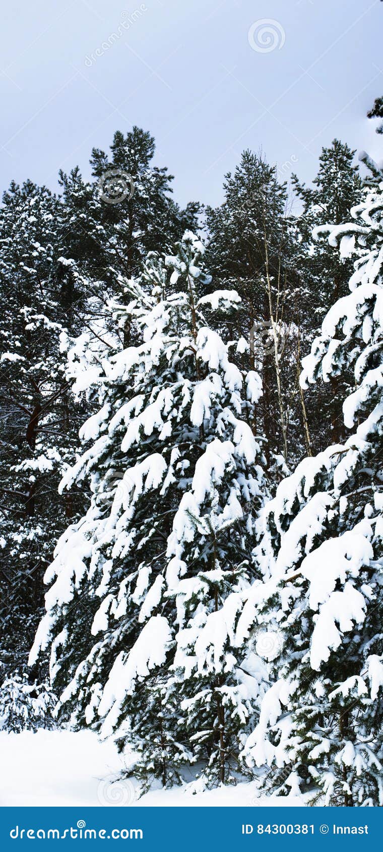 Winter snowy pines stock image. Image of branches, glade - 84300381