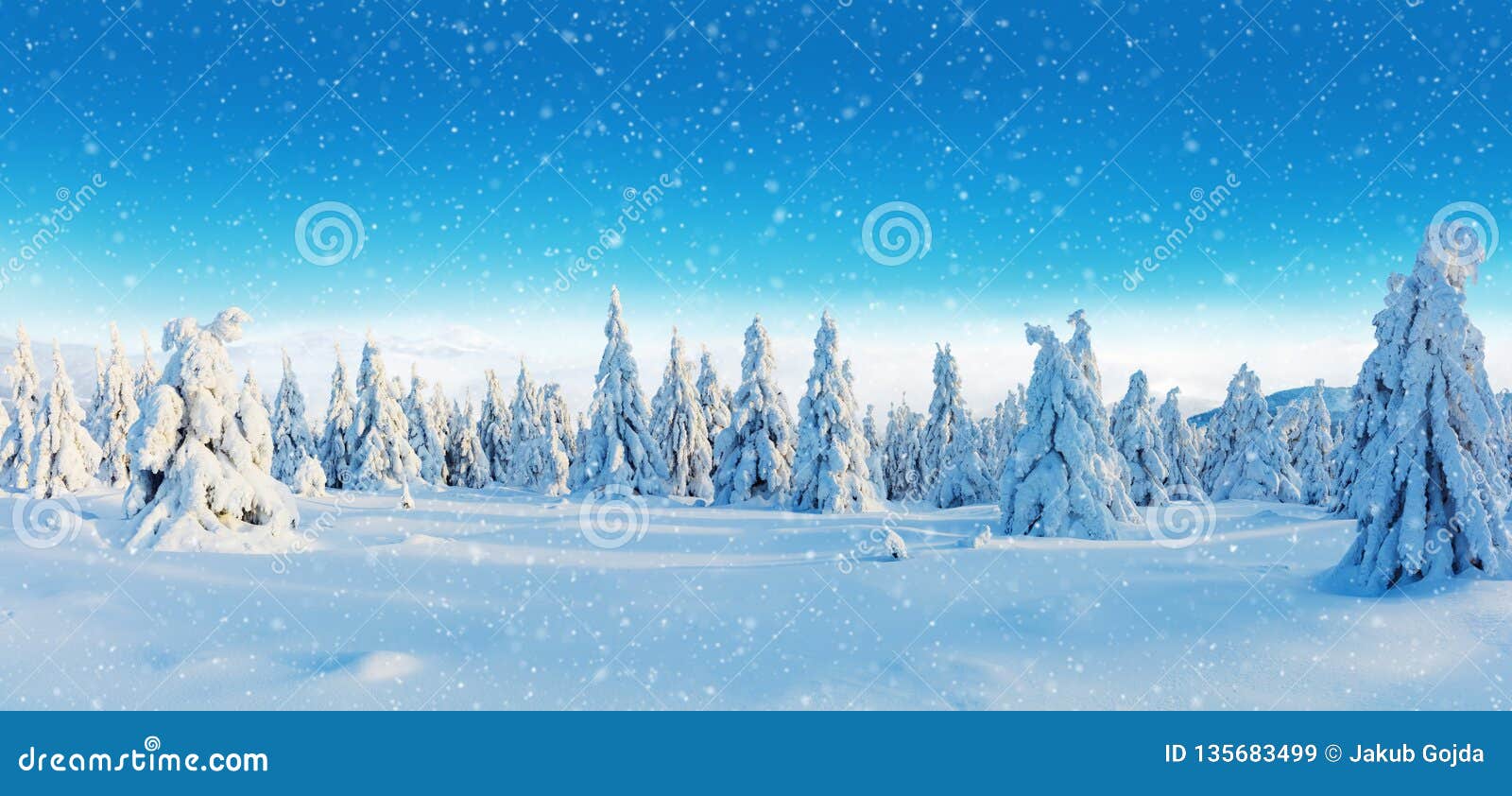 Winter Snowy Spruce Tree Forest Panoramic View Stock Image - Image of ...