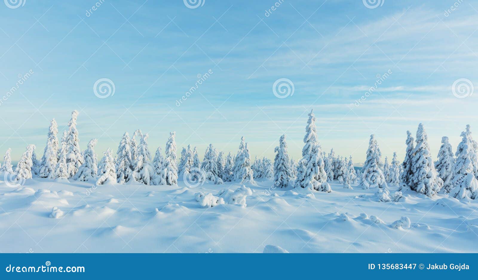 Winter Snowy Spruce Tree Forest Panoramic View Stock Image - Image of ...