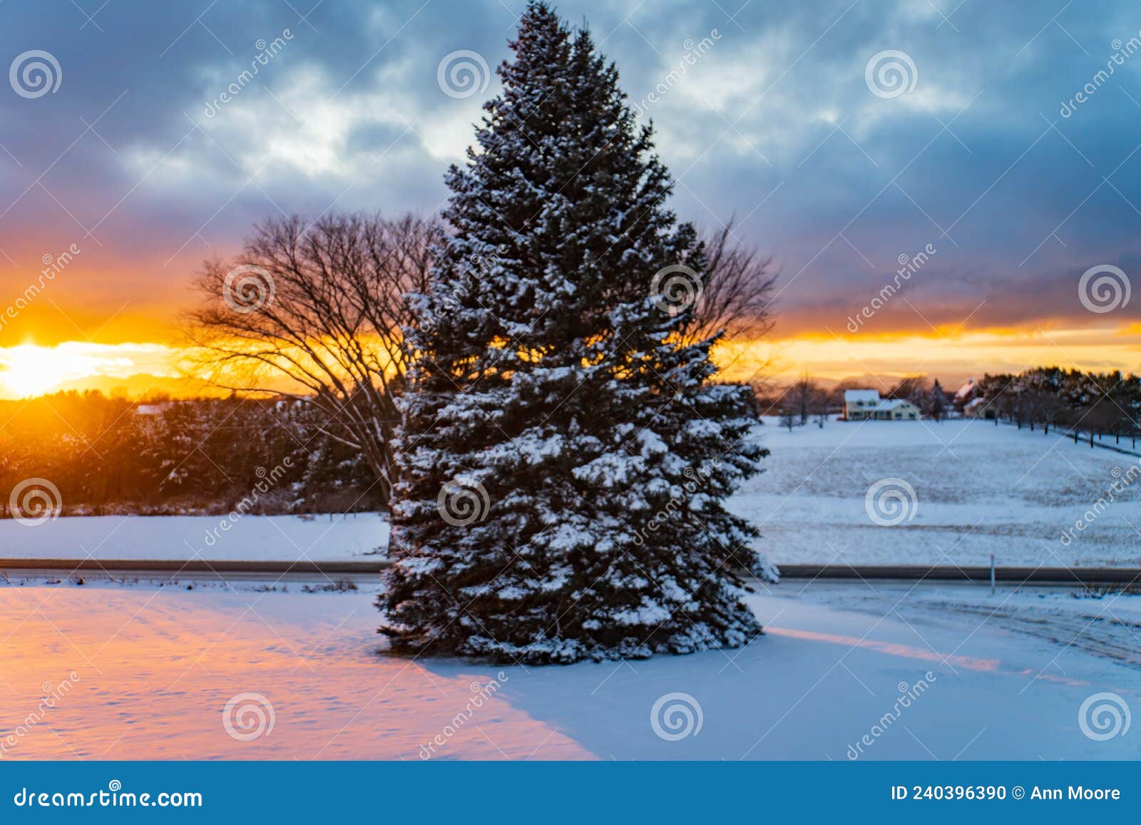 Winter Snowy Tree at Sunset Stock Photo - Image of frost, cloud: 240396390