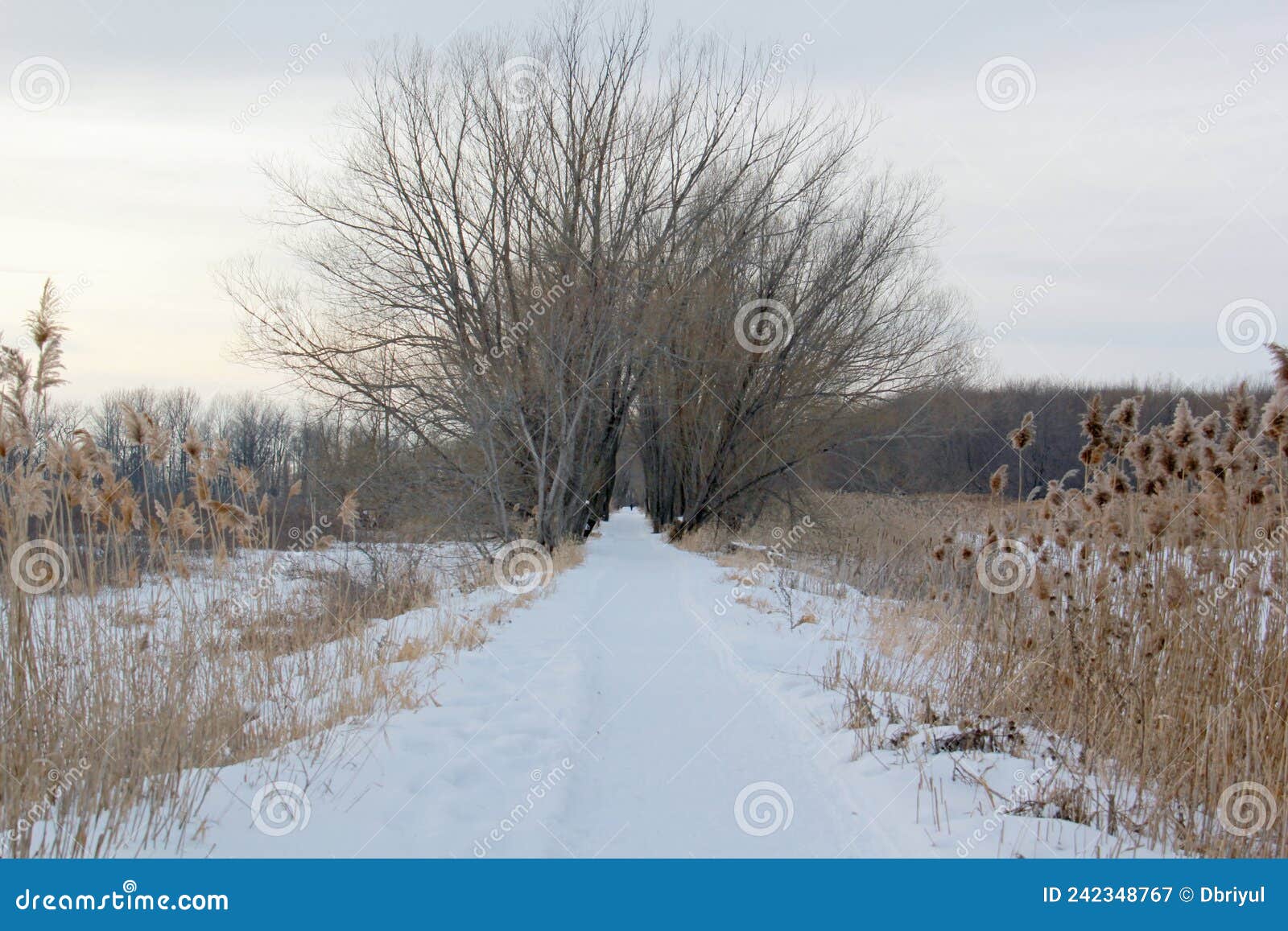 Winter Snowy Walking Path in a Park Stock Image - Image of lifestyle ...