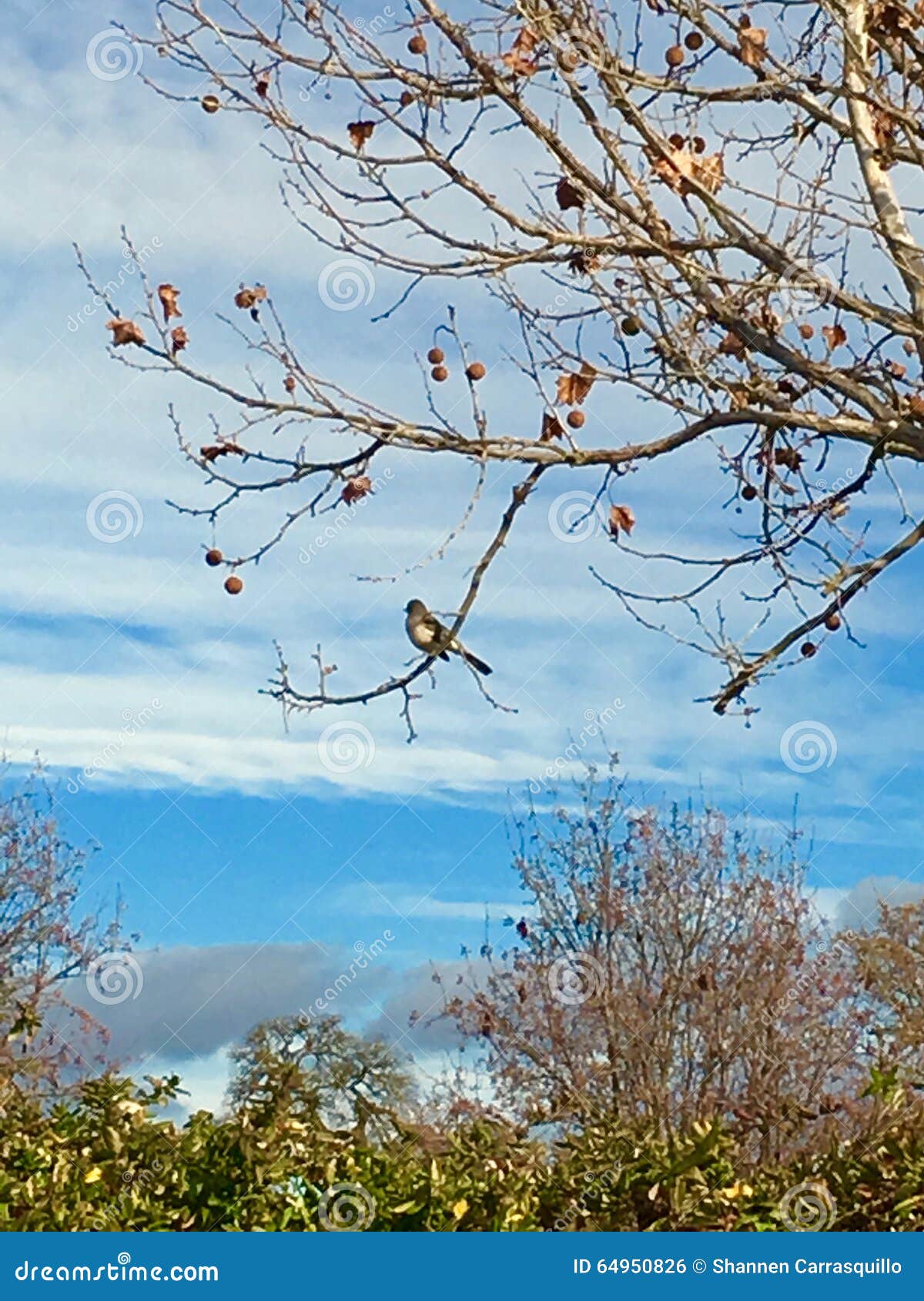 Winter song stock photo. Image of tree, bird, sing, song - 64950826