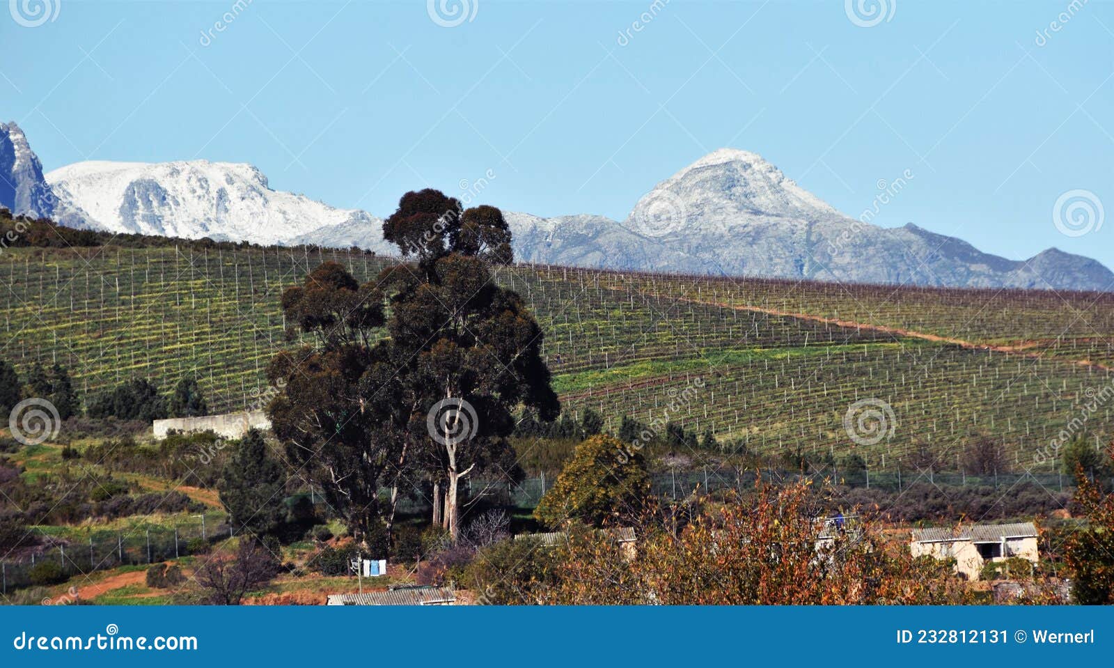 Winter in South Africa stock image. Image of winefields - 232812131