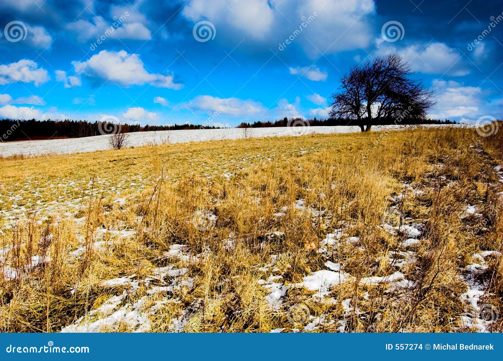 Winter - spring meadow stock photo. Image of cloud, blue - 557274