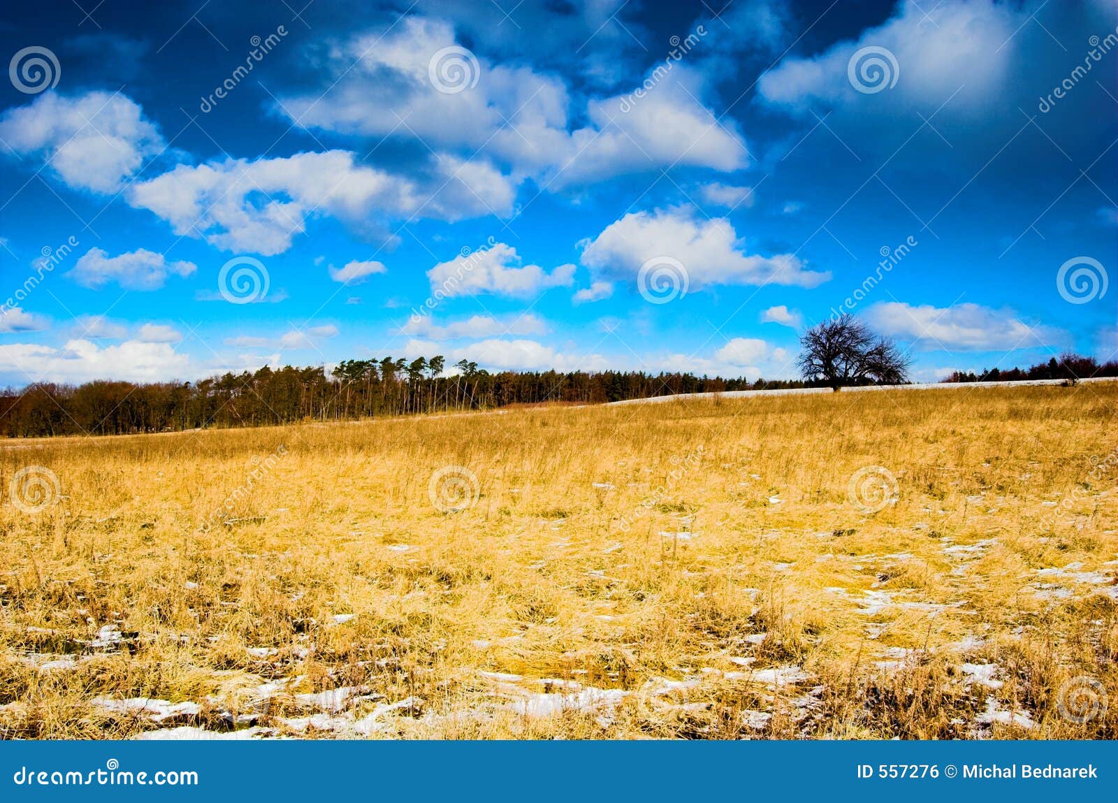 Winter - spring meadow stock photo. Image of shrub, spring - 557276