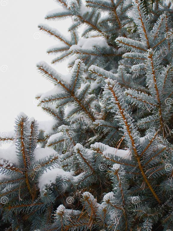 Winter spruce stock image. Image of frost, icicle, people - 23345557
