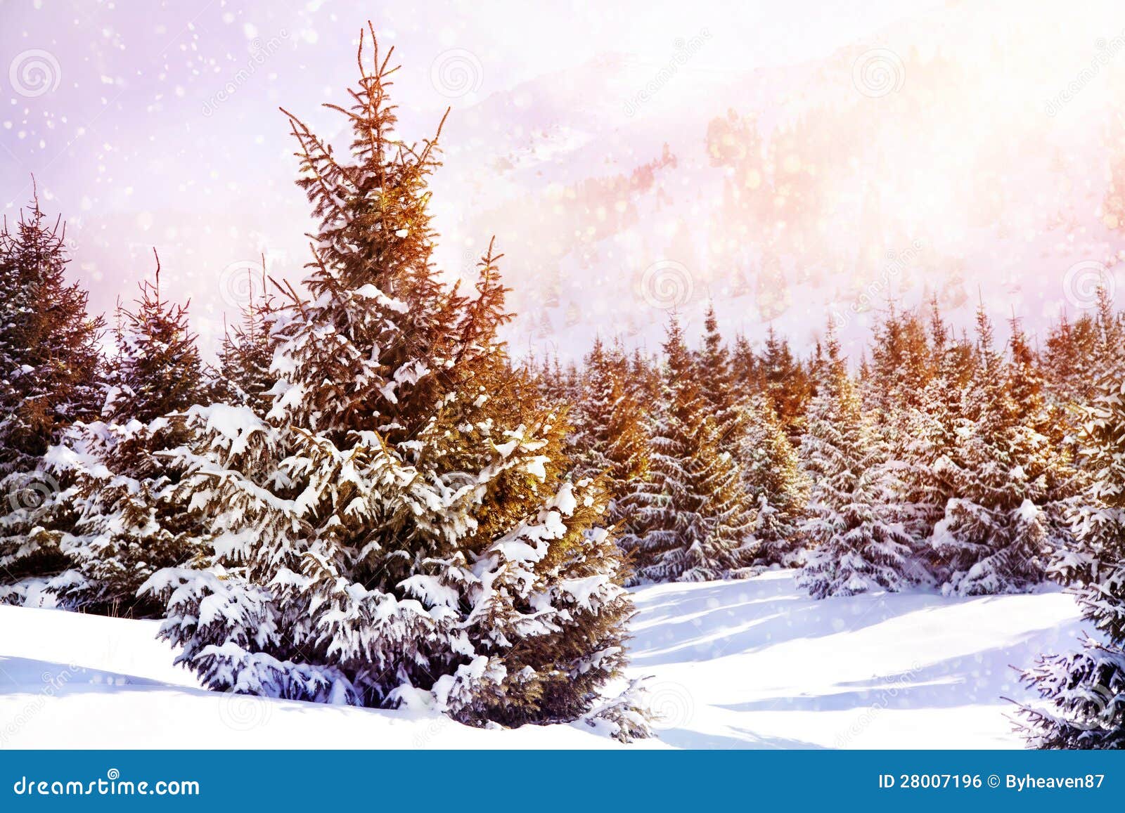 Winter Spruce Forest in Mountains Stock Photo - Image of mountains ...