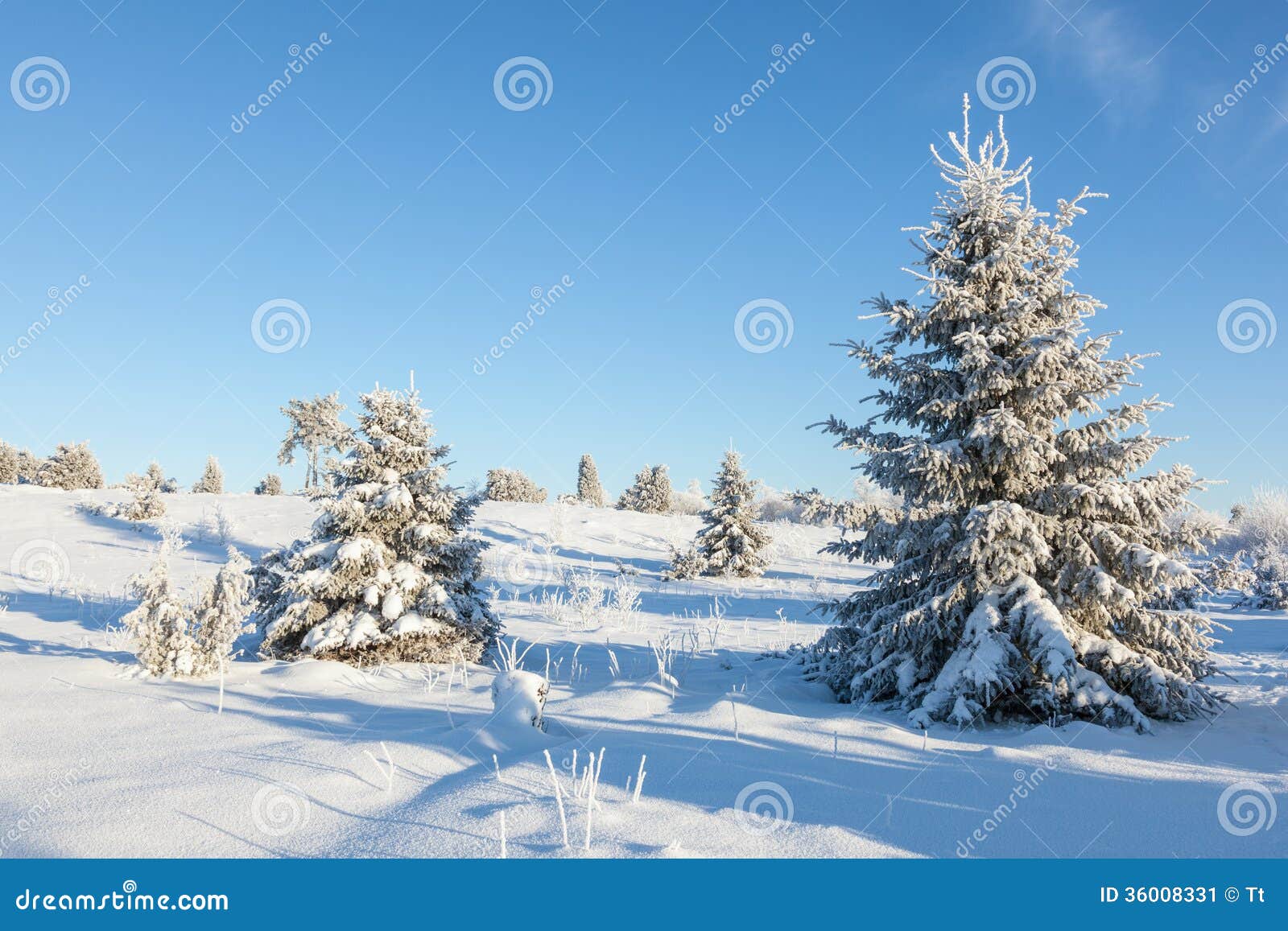 Winter Spruce tree stock image. Image of skies, side - 36008331