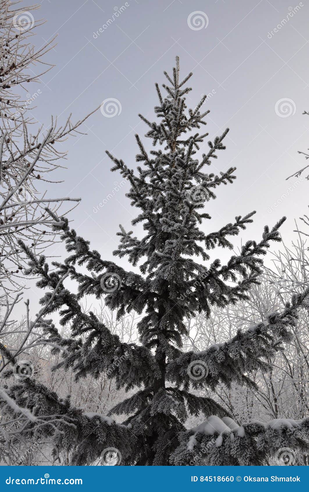 Winter Spruce Tree with Snow on the Branches Stock Photo - Image of ...