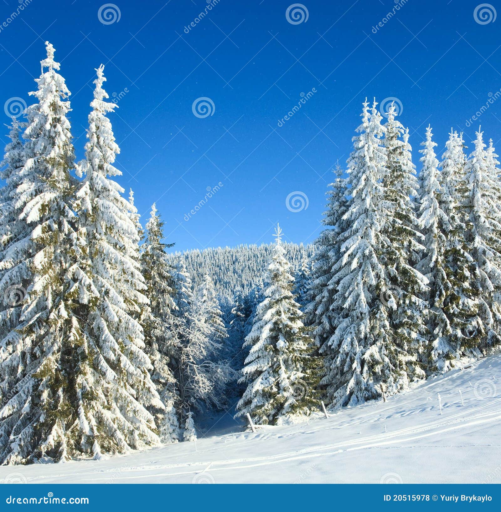 Winter spruce trees stock photo. Image of cold, white - 20515978