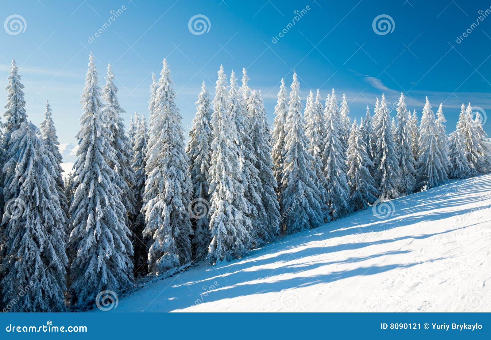 Winter spruce trees stock image. Image of nature, silence - 8090121
