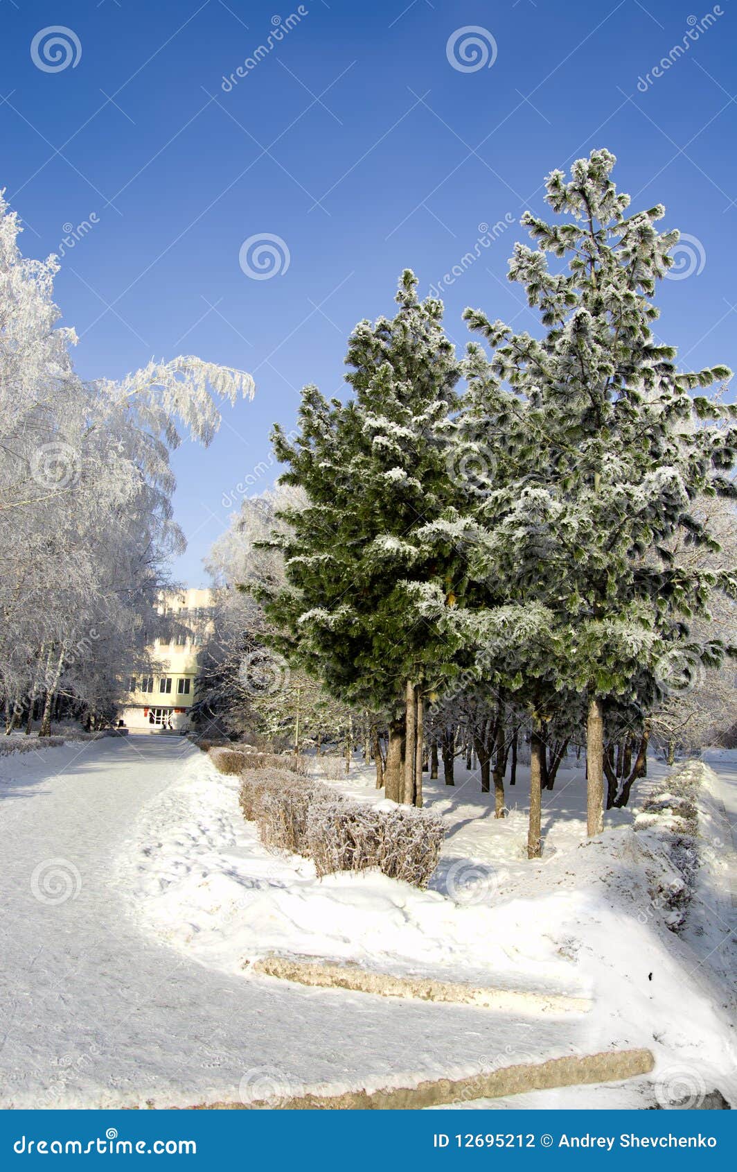 Winter spruce trees alley stock photo. Image of frost - 12695212