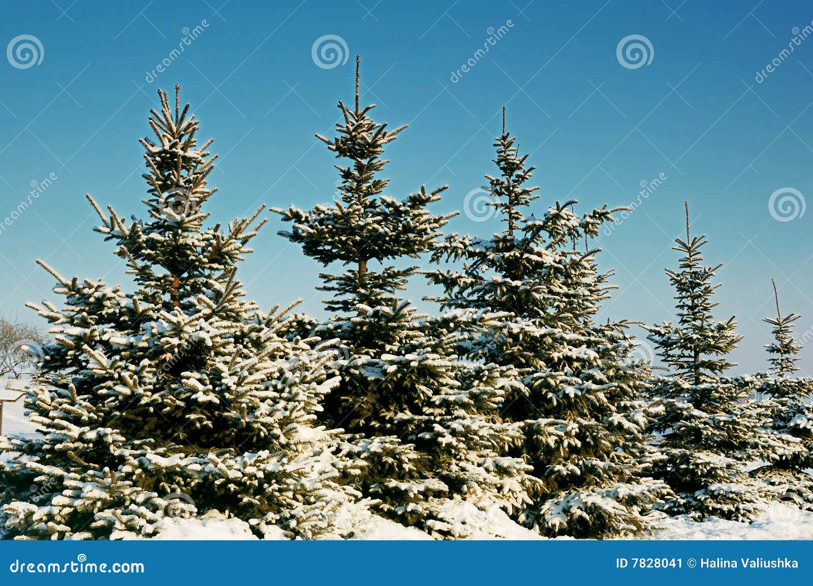 Winter spruce under snow stock image. Image of sunny, rural - 7828041