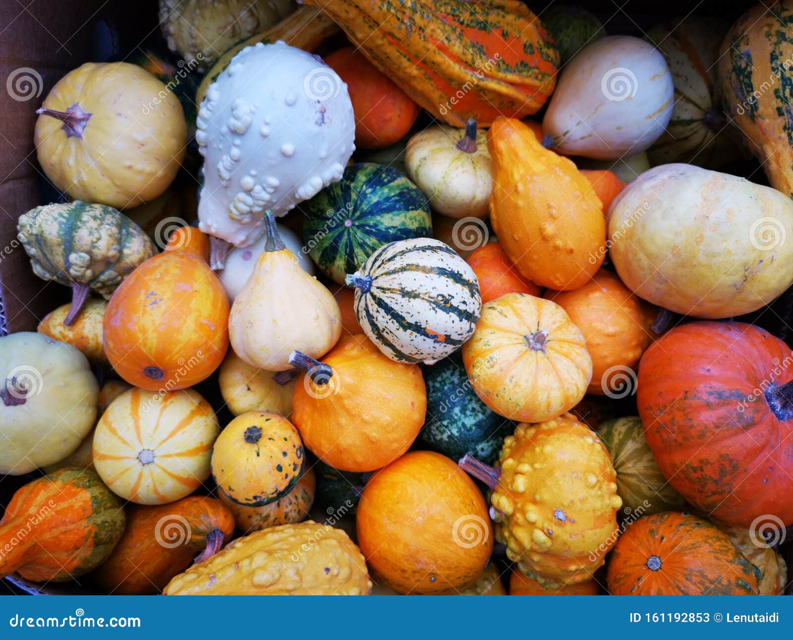 Winter Squash with Patterns Colored in Orange, Yellow and White Stock ...
