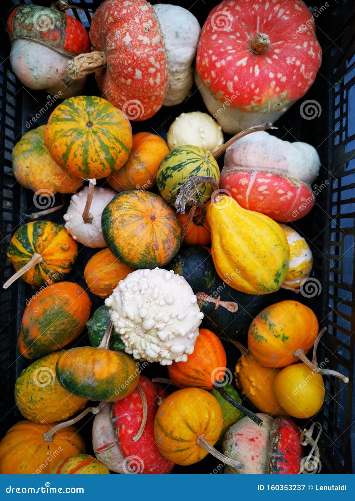 Winter Squash Patterns Colored in Orange, Yellow and White Stock Image ...