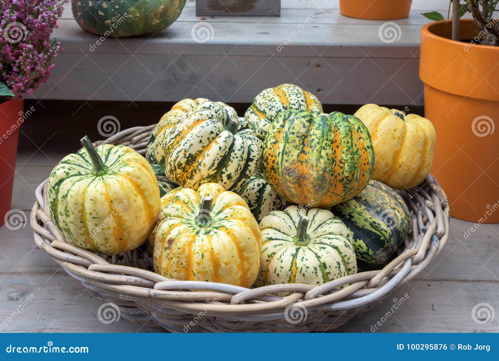 Winter squash pumpkin stock photo. Image of garden, green - 100295876