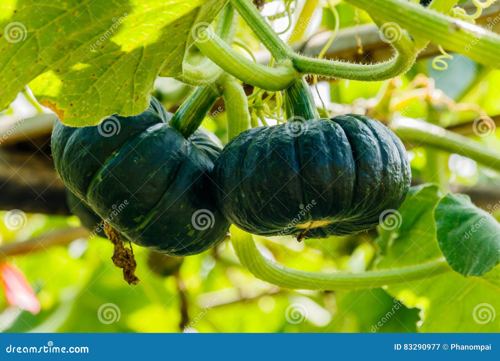 Winter Squash, or Pumpkin on Its Tree. Stock Image - Image of cucurbita ...