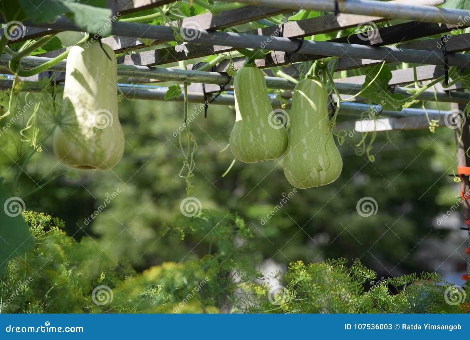Winter Squash are Hanging Down from the Vine Stock Image - Image of ...