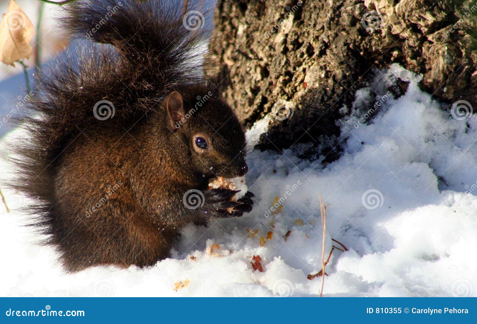 Winter Squirrel stock image. Image of foraging, winter - 810355