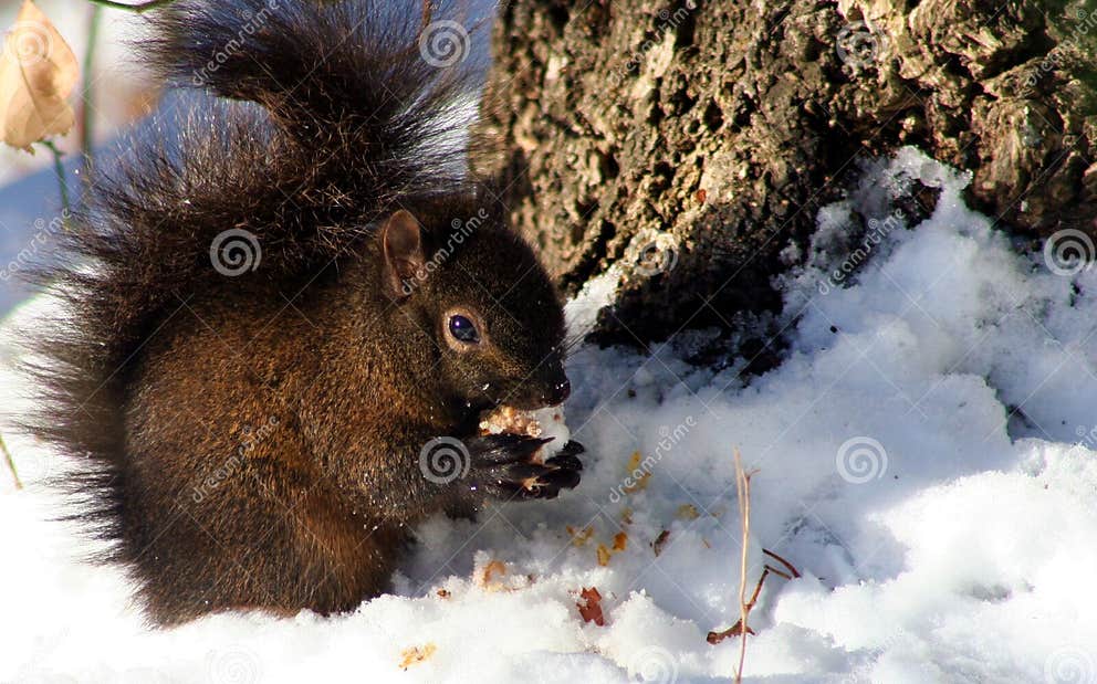 Winter Squirrel stock image. Image of foraging, winter - 810355