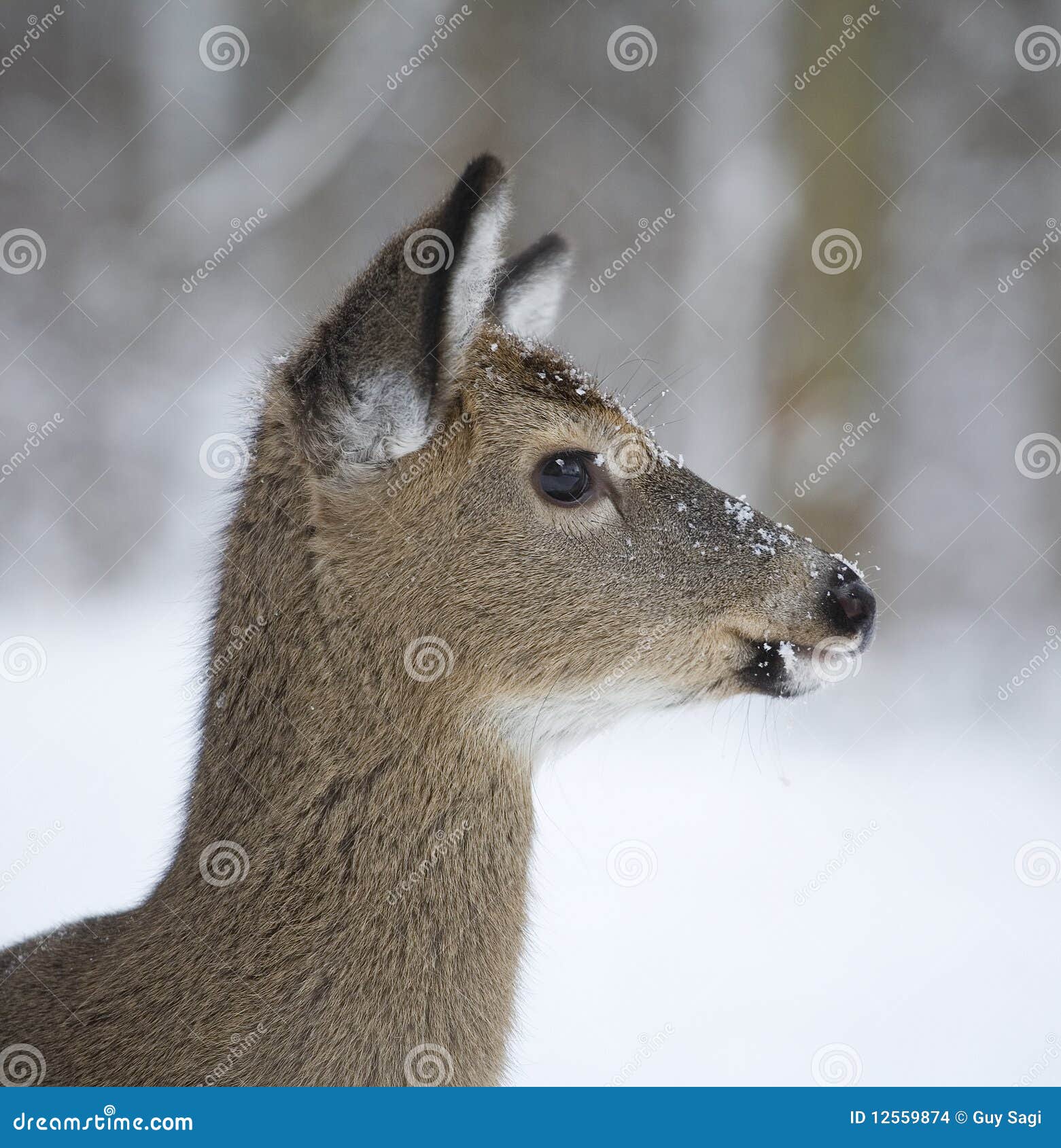 Winter stare stock photo. Image of brown, mammal, whitetail - 12559874