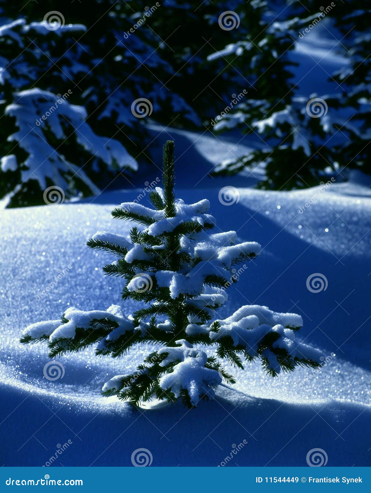 Winter Still Life stock image. Image of theme, nature - 11544449