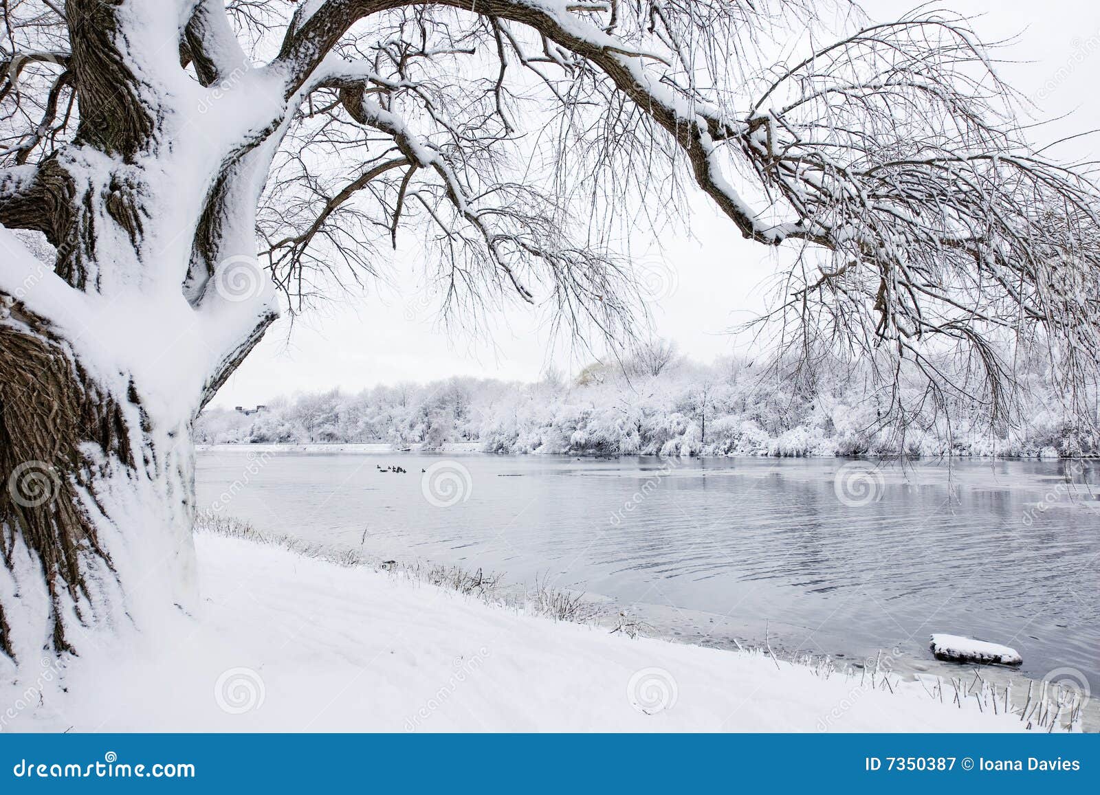Winter storm aftermath stock image. Image of fresh, bench - 7350387
